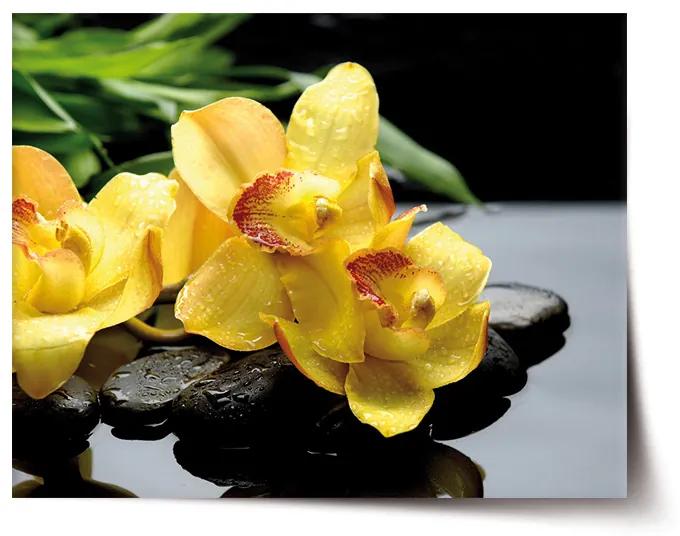 Plakát SABLIO - Žluté orchideje 60x40 cm