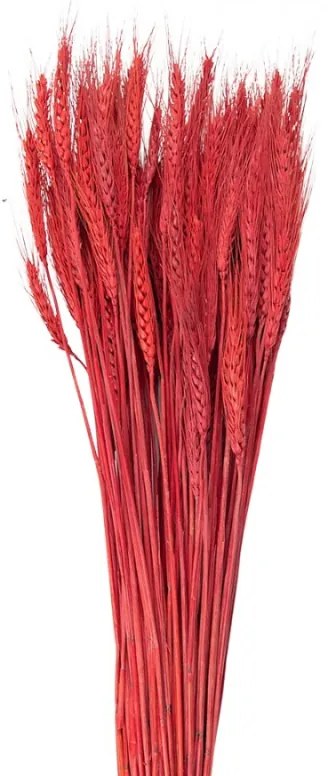 Sušené květy pšeničná tráva červená 80 cm (200 g) – 80 cm