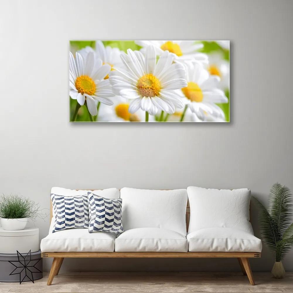 Obraz na skle Sedmikrásky Rostlina Příroda 100x50 cm