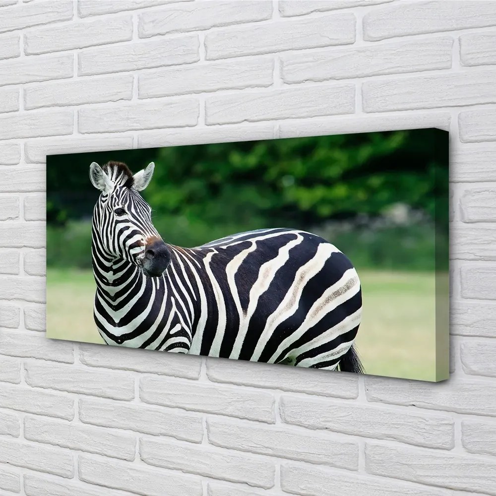 Obrazy na plátně Zebra box 100x50 cm