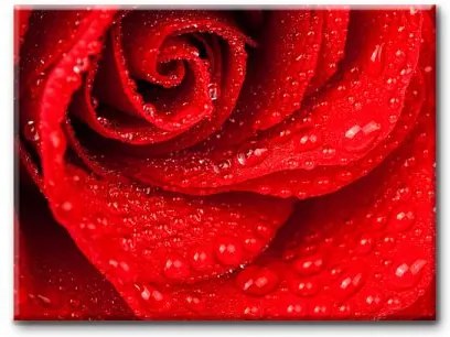 Obraz - Detail růže