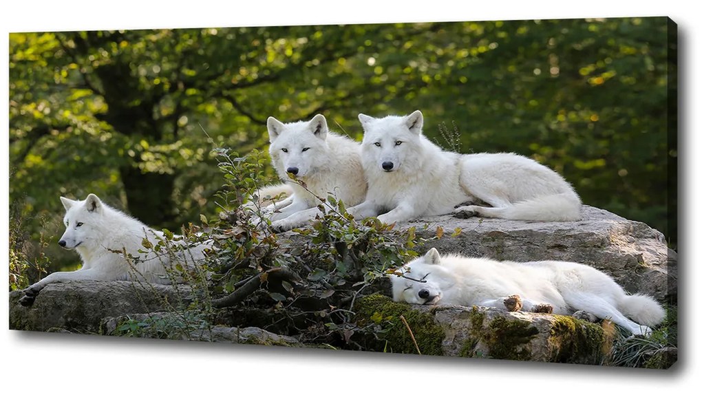Foto obraz na plátně Bílí vlci a skála