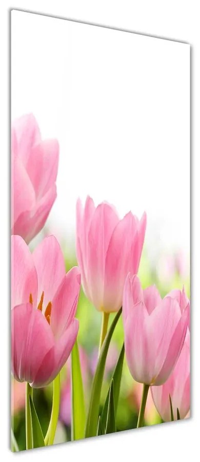 Wallmuralia Fotoobraz na skle Růžové tulipány 50x125 cm