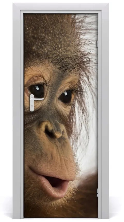 Samolepící fototapeta na dveře Mladý orangután 95x205 cm