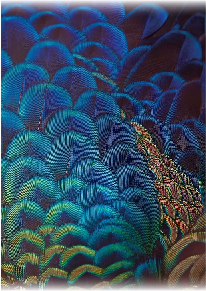 Obraz na plátně Multicolor Feathers