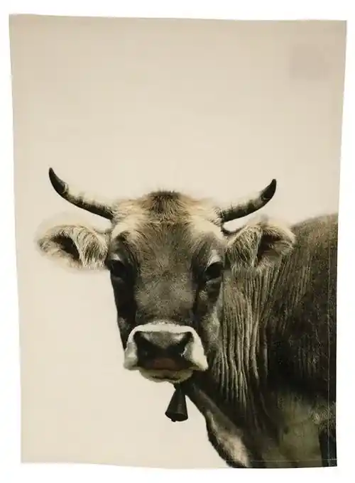 Béžová bavlněná utěrka s motivem švýcarské krávy - 70*50cm | BIANO