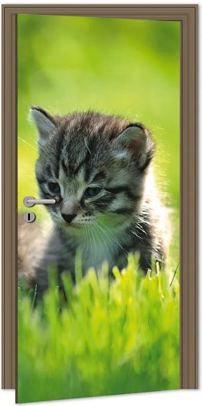 Samolepící fototapeta na dveře DL028 Kitten, 95x210 cm