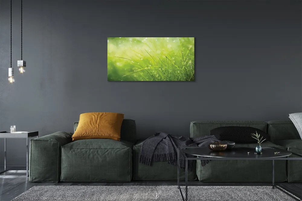 Obrazy na plátně Tráva kapky rosy 100x50 cm