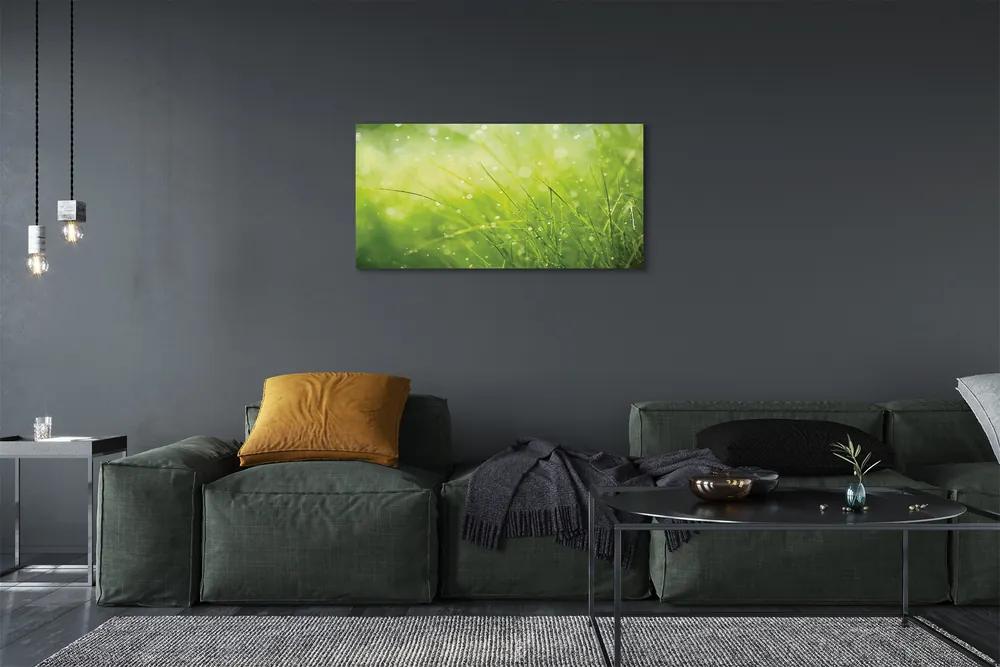Obrazy na plátně Tráva kapky rosy 125x50 cm