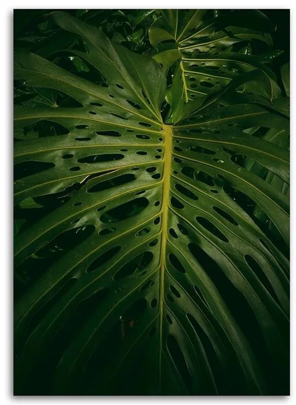 Gario Obraz na plátně Exotický list Rozměry: 40 x 60 cm
