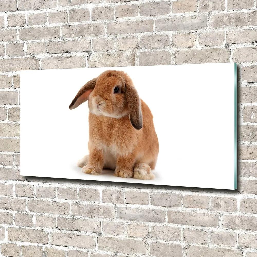 Wallmuralia Fotoobraz na skle Červený králík 140x70 cm