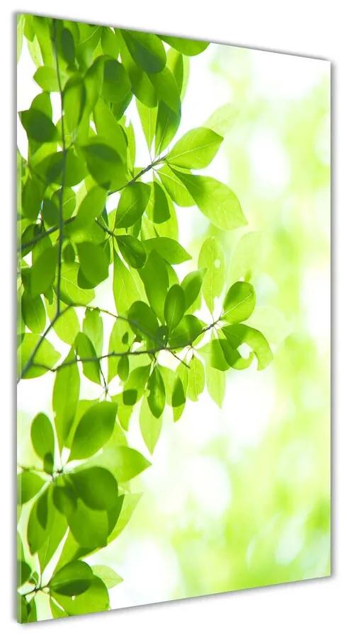 Wallmuralia Foto obraz fotografie na skle Zelené listí 60x120 cm