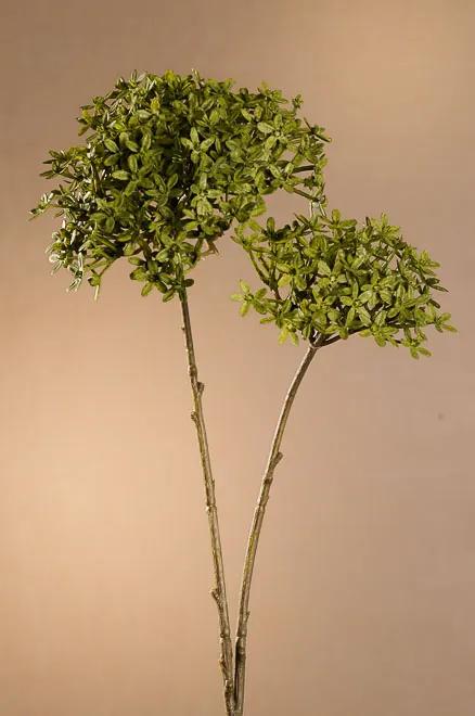 Paramit DRY CROWN FLOWER Aranžovací květina zelená 71 cm