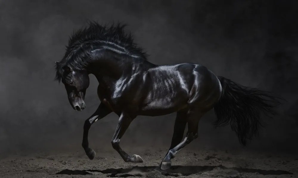 Vícedílný obraz Černý Kůň Ve Cvalu Nedostatek Nedostatek Přírodní plátno 150x90