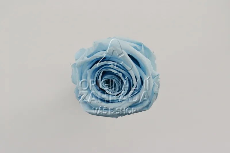 Stabilizovaná růže - světle modrá