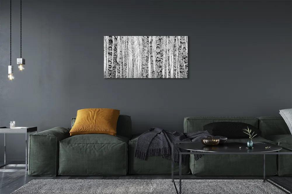 Obrazy na plátně Černá a bílá bříza 140x70 cm