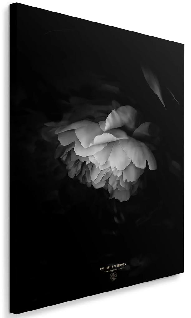 Gario Obraz na plátně Černobílá pivoňka - Dmitry Belov Rozměry: 40 x 60 cm