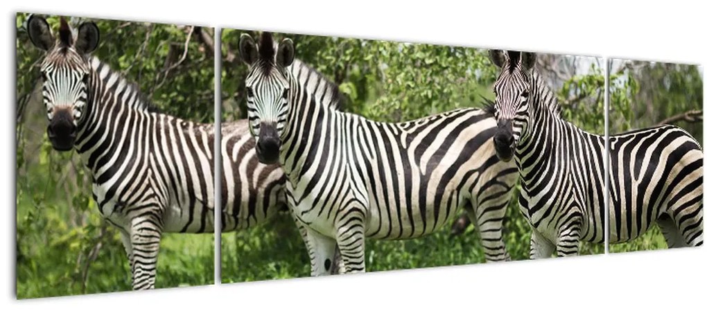 Obraz s zebrami (170x50 cm)
