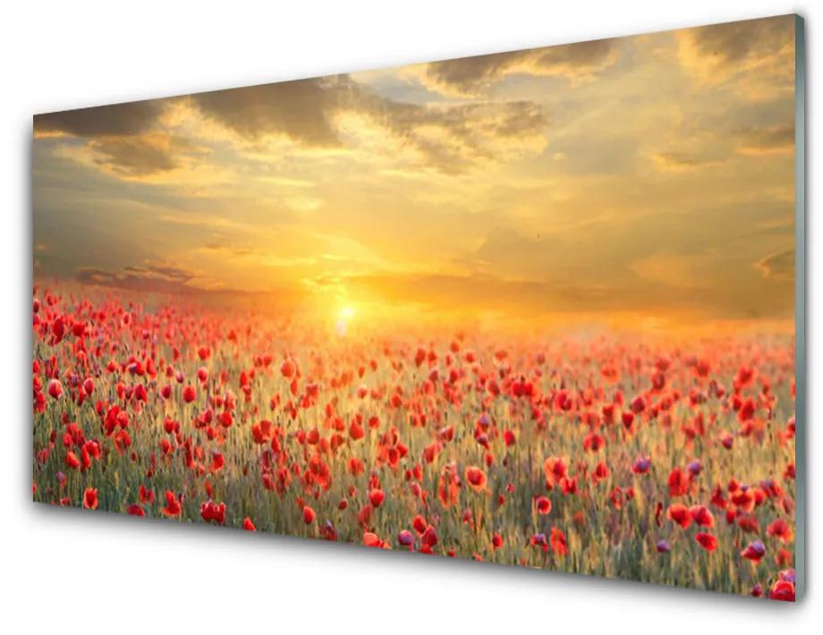 Obraz na skle Slunce Louka Mák Květiny 125x50 cm