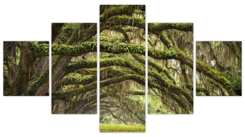 Obraz - Oaks Avenue, Charleston, Jižní Karolína, USA (125x70 cm)