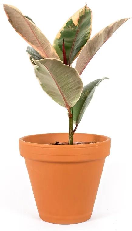 Pokojová rostlina Ficus elastica Belize, průměr 12 cm