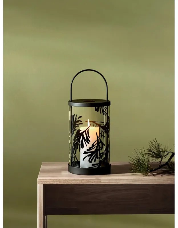 Lucerna Conifer