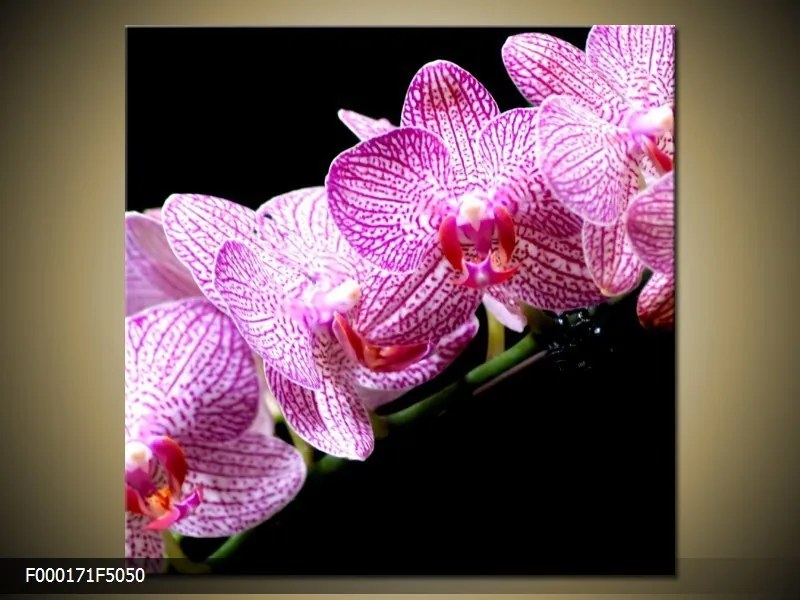Obraz na plátně Růžové orchideje, Čtverec 50x50cm 842 Kč