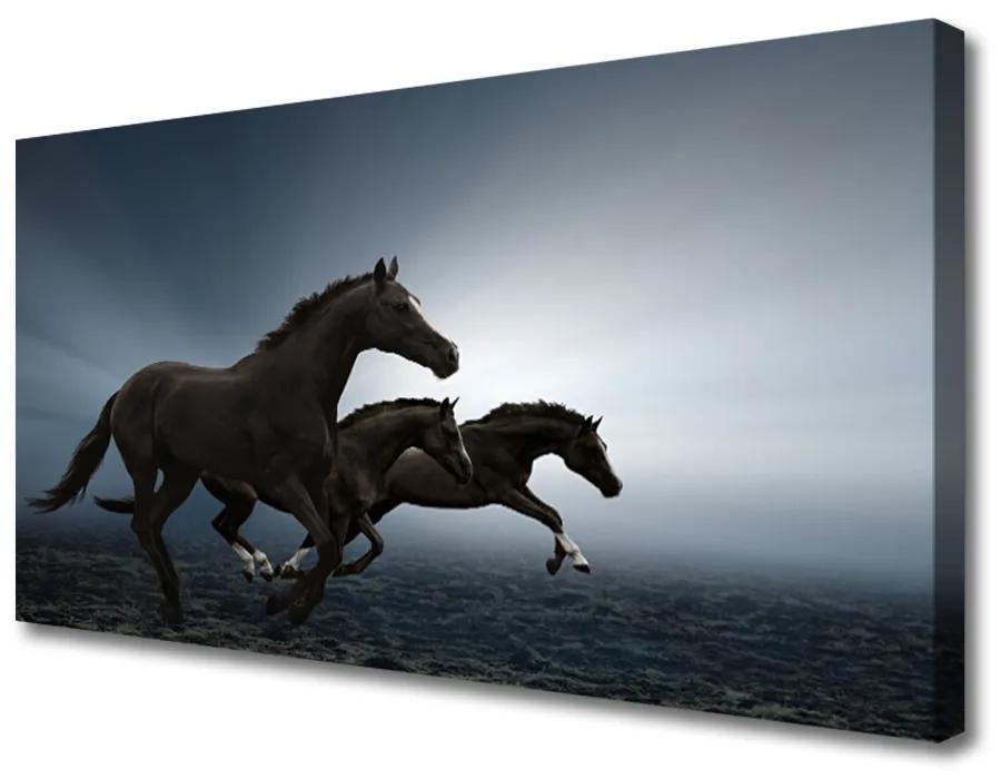 Obraz na plátně Koně Zvířata 100x50 cm