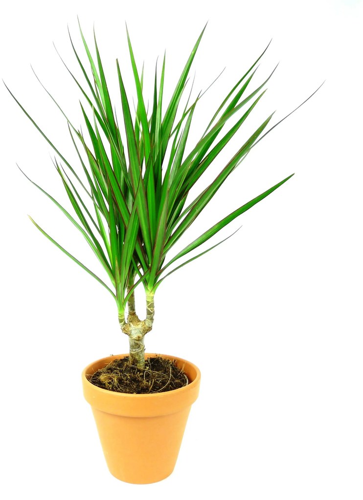 Gardners Pokojová rostlina  Dracaena marginata, průměr 6 cm