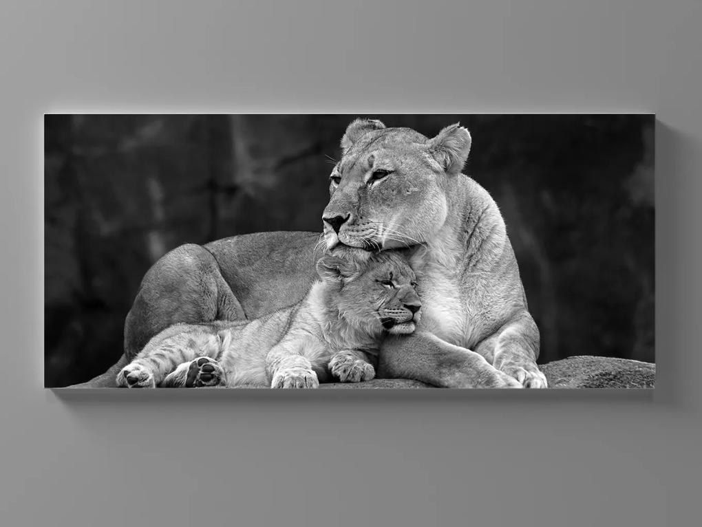 Liox XXL Obraz černobílá lev a lvice Rozměr: 300 x 150 cm