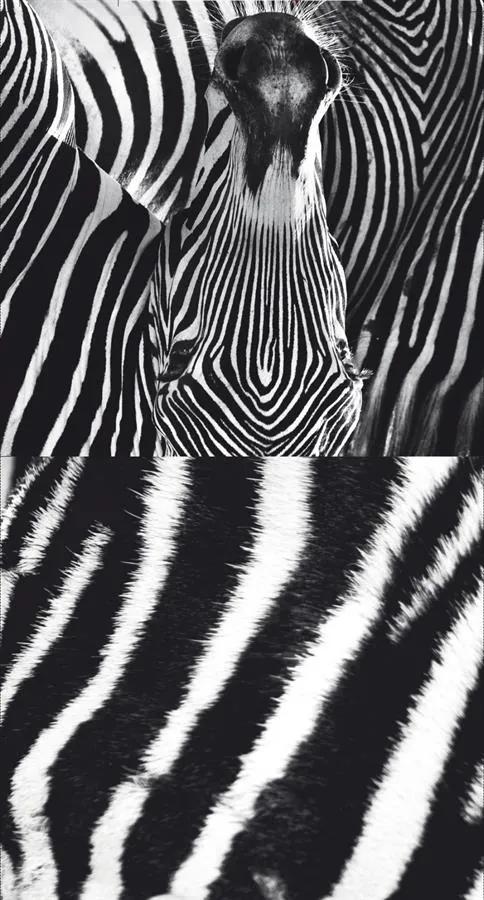 Dekorační foto polštářek Zebra, 45x45cm, CN3605
