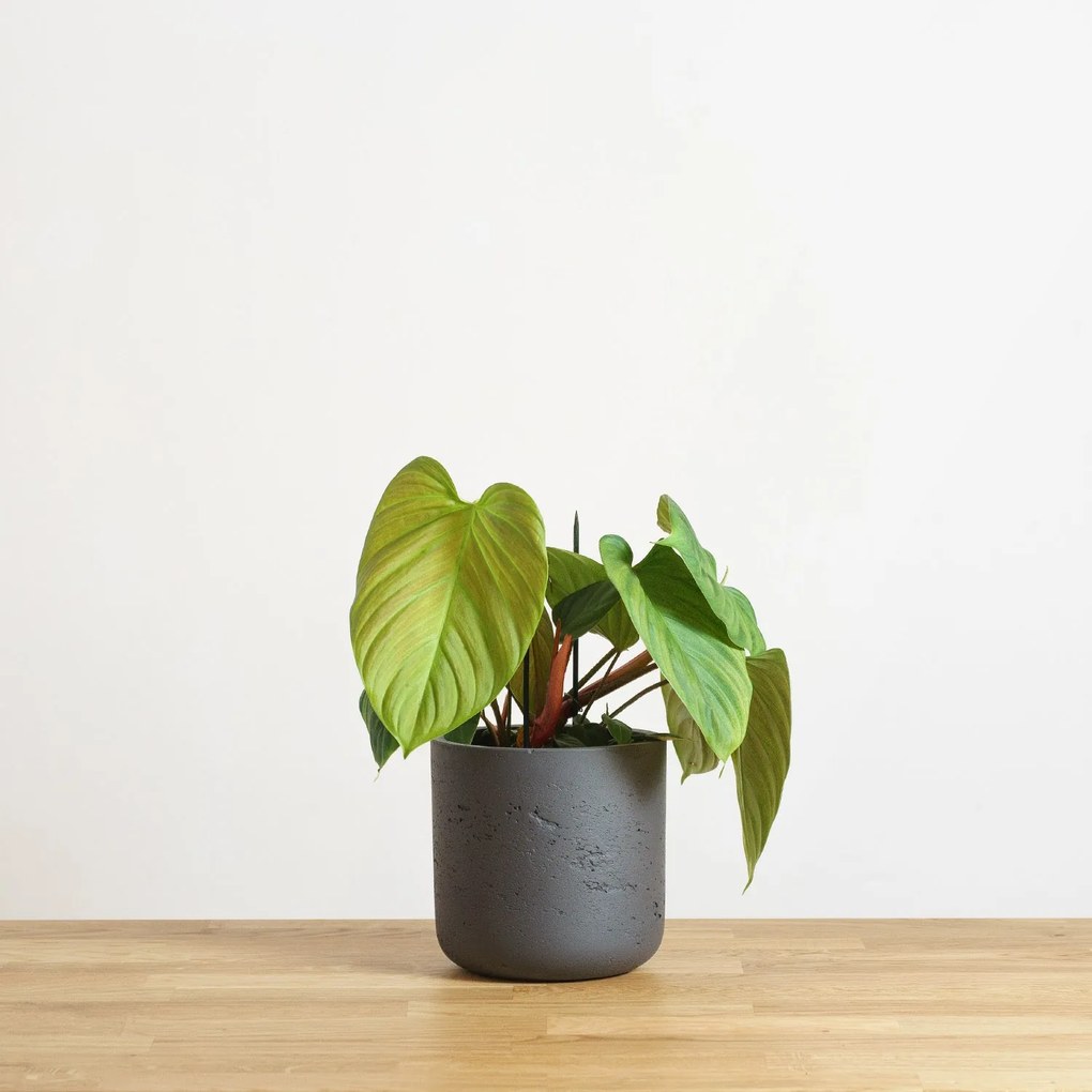 Philodendron Fuzzy Petiole