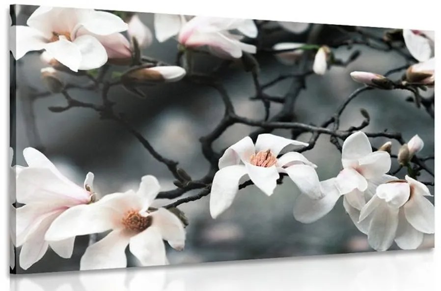 Obraz probouzející se magnolie Varianta: 120x80