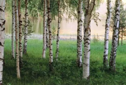 Fototapeta Nordic Forest, rozměr 366 cm x 254 cm, fototapety W+G 290