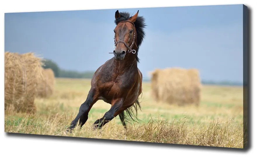 Wallmuralia Foto obraz na plátně Kůň ve cvalu 140x70 cm