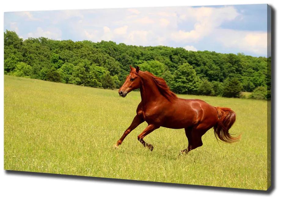 Wallmuralia Foto obraz tištěný na plátně Kůň na louce 100x70 cm