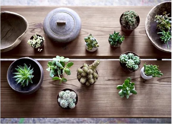 SUCCULENT Rostlina, různé druhy/Sukulent, 9 cm