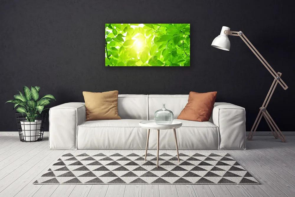 Obraz na plátně Listy Příroda Slunce Rostlina 100x50 cm