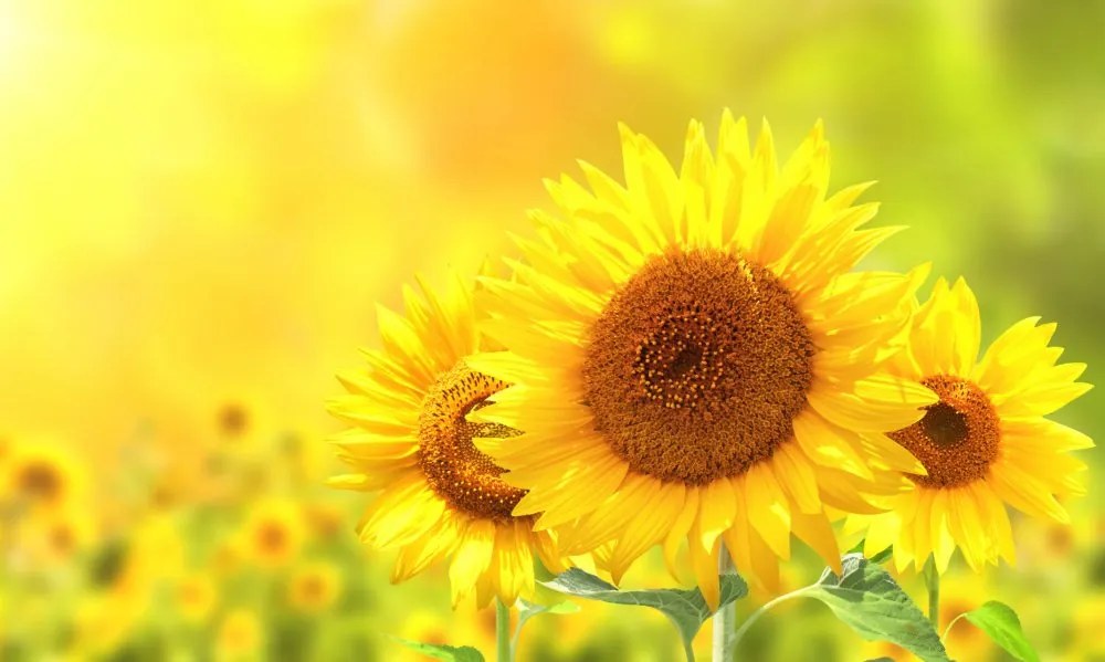 Vícedílný obraz Kvetoucí Slunečnice 3D Nedostatek Nedostatek Plátno Canvas 200x120
