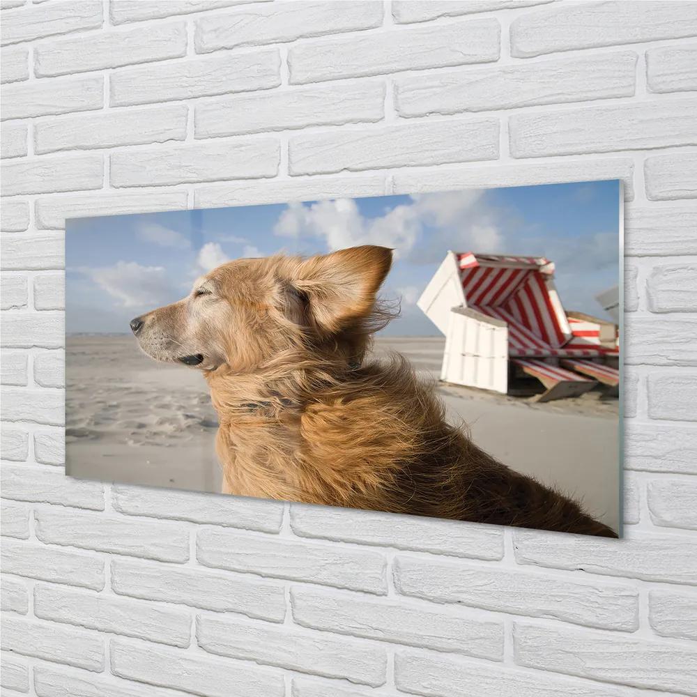 akrylový obraz Hnědý pes beach 140x70 cm