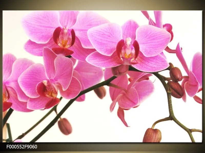 Obraz na plátně Růžové orchideje 2, Obdélník 90x60cm 1520 Kč