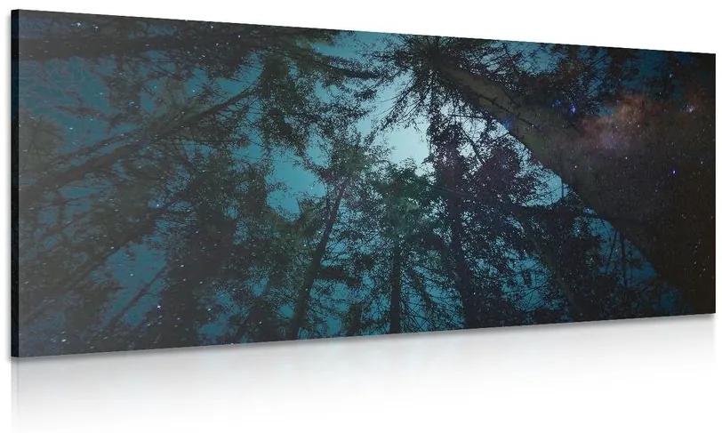 Obraz les pod noční oblohou - 120x60 cm