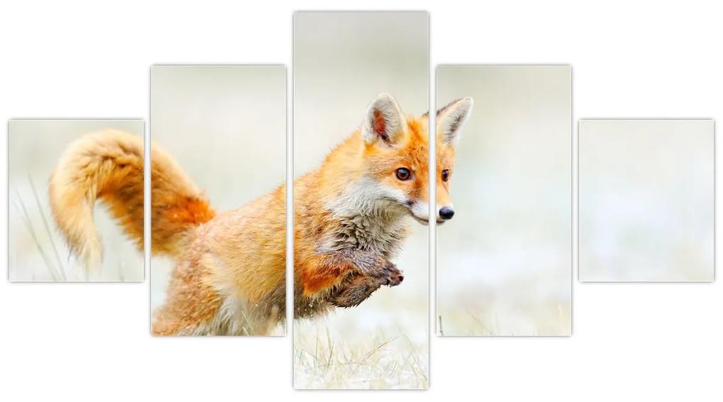 Obraz - Skákající liška (125x70 cm)