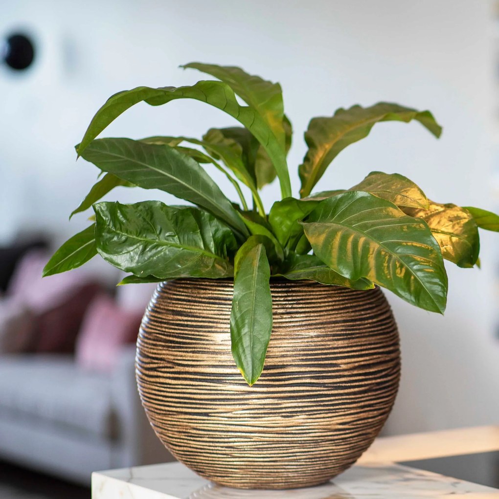 Capi Nature Rib Vase Ball Black Gold Ø 18 cm / V 15 cm