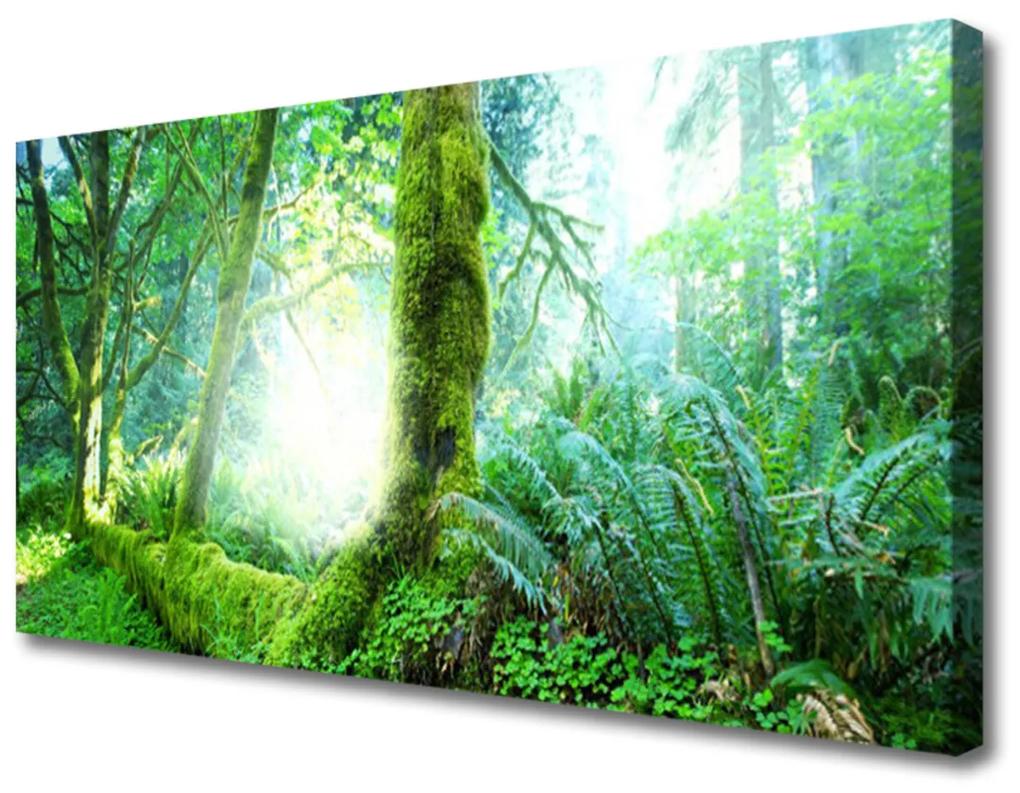 Obraz na plátně Skleněný Les Příroda