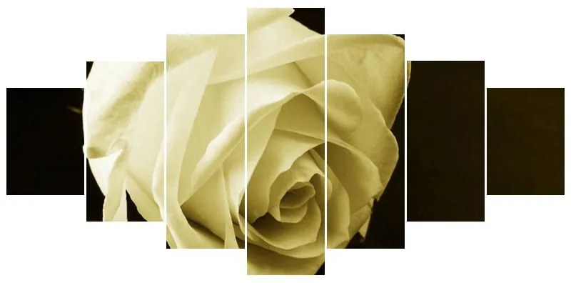 Obraz světle žluté růže  (210x100 cm), 40 dalších rozměrů