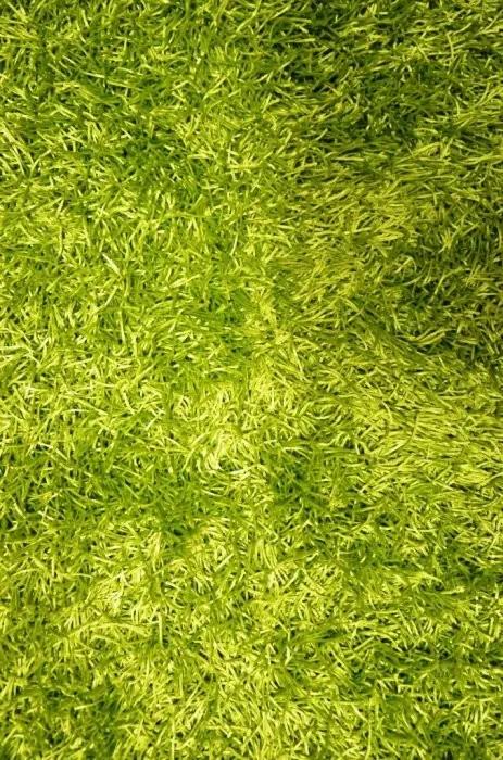 Vopi | Kusový koberec Paradise zelený - 70x140 cm