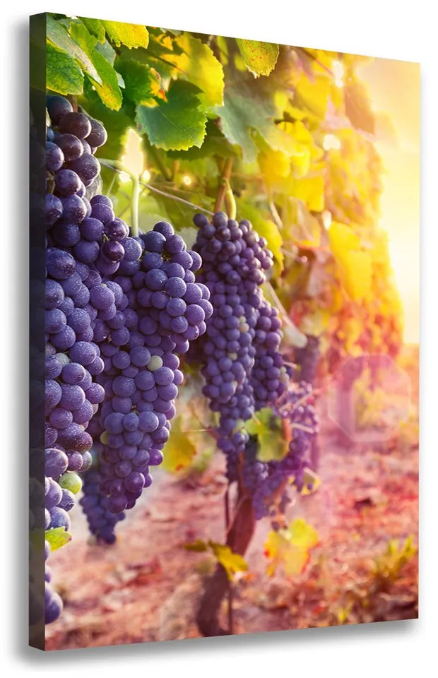 Wallmuralia Foto obraz na plátně Hrozny a víno 70x100 cm