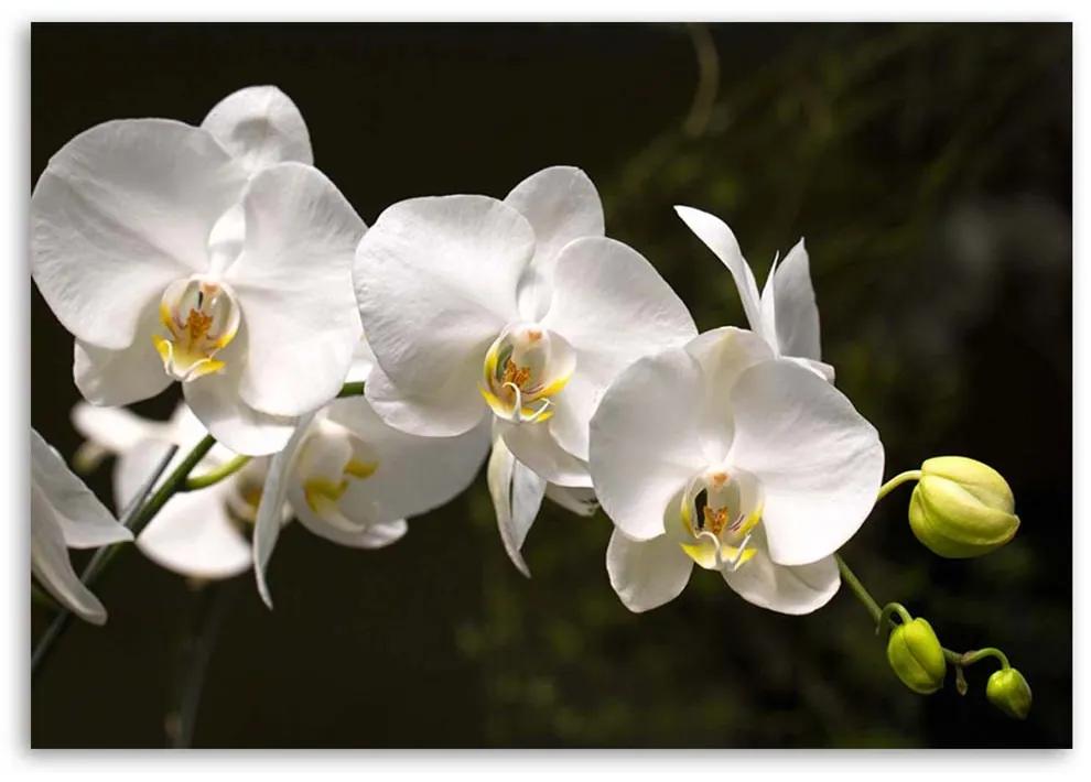 Gario Obraz na plátně Bílé orchideje na černém pozadí Rozměry: 60 x 40 cm