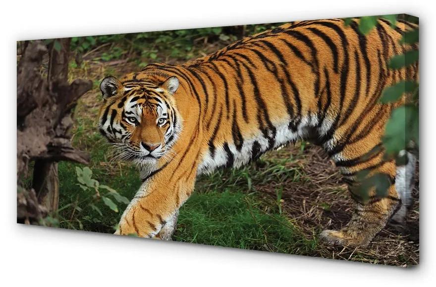 Obrazy na plátně Tiger Woods 120x60 cm